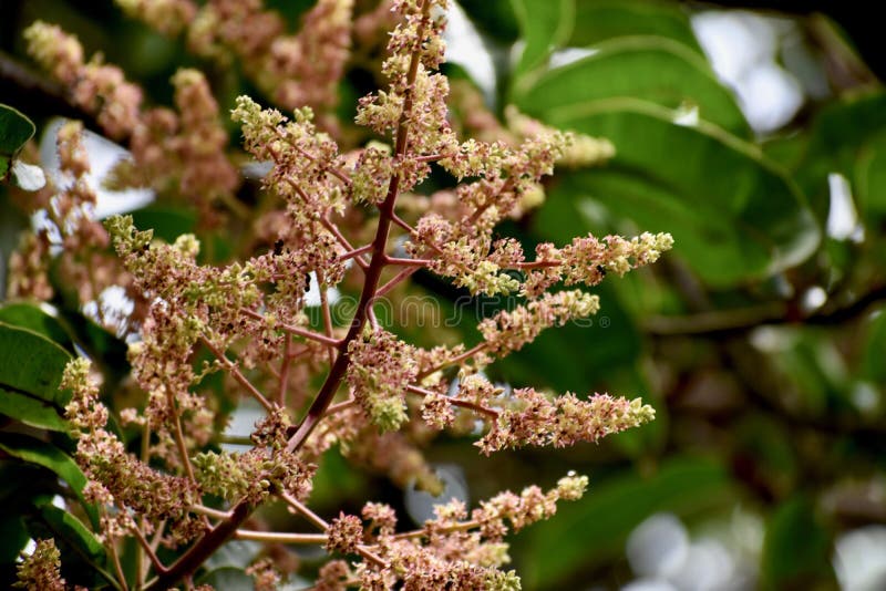 Mango Flower, A Branch Of Inflorescence Mango Flower. Stock Image ...