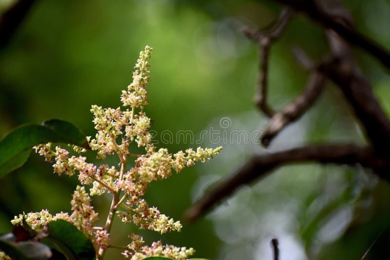 Mango flowers stock photo. Image of floral, inflorescence - 124244616