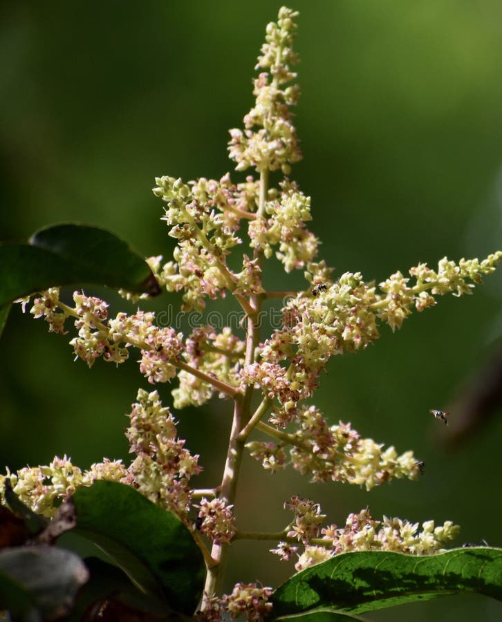 317 Inflorescence Mango Stock Photos - Free & Royalty-Free Stock Photos ...