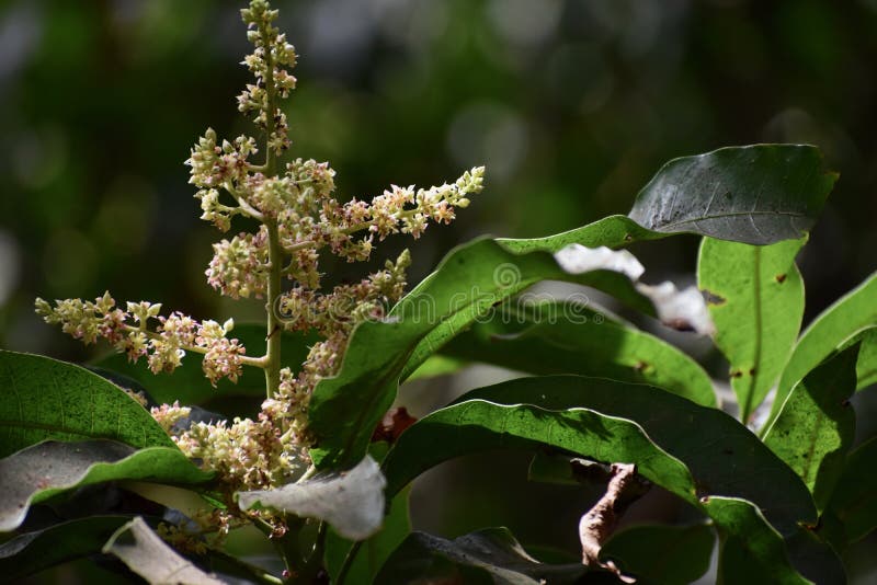 Mango flowers stock photo. Image of beauty, freshness - 124244904