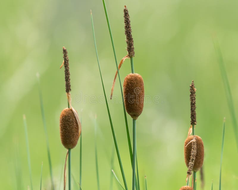 Closeup of the Inflorescences of Dwarf Bulrush Stock Photo - Image of ...