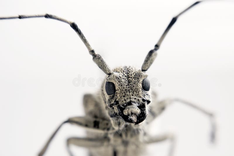 Closeup of an Insect Head stock image. Image of closeup - 5144223
