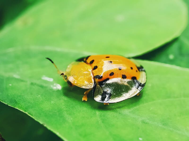 CloseUp of insect the leaf stock photo. Image of animal - 169489152