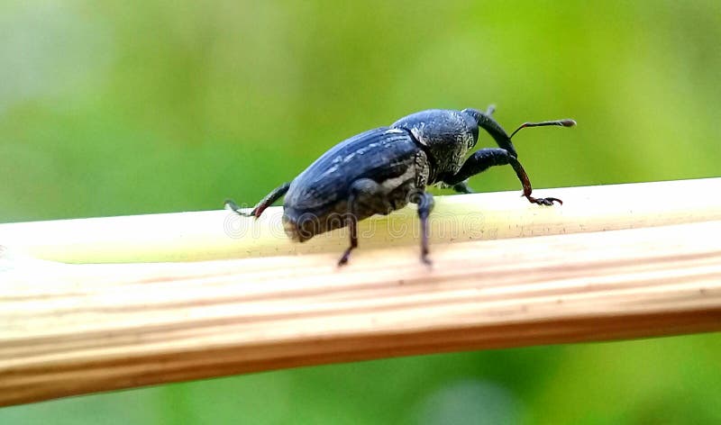 CloseUp of Insect on the Twig Stock Photo - Image of nature, macro ...