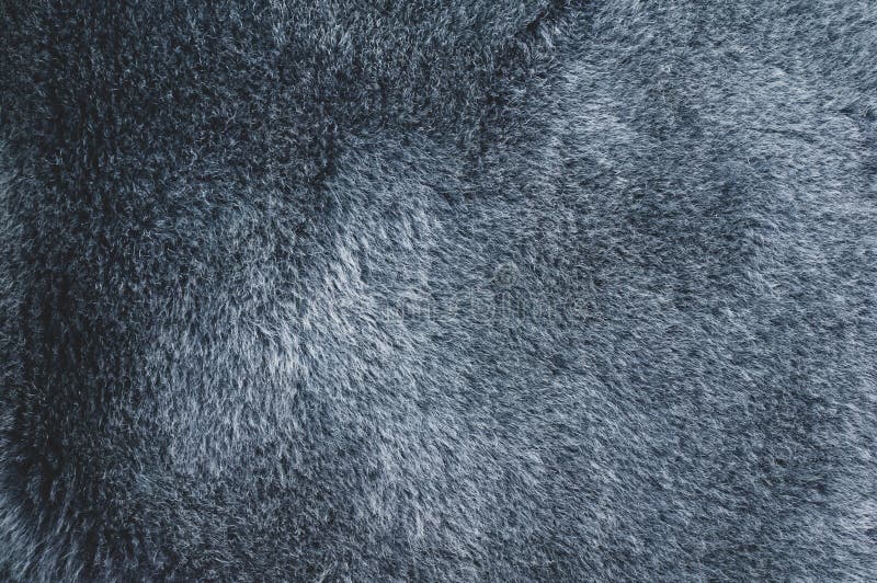 Closeup of the Inside Fur of a Navy Blue Leather Jacket Stock Image ...
