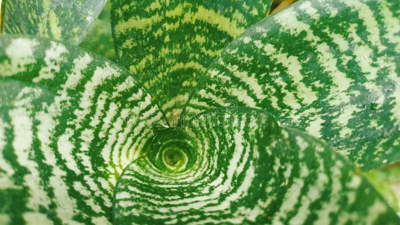 Closeup Inside of Green Leaf Natural Pattern Stock Photo - Image of ...