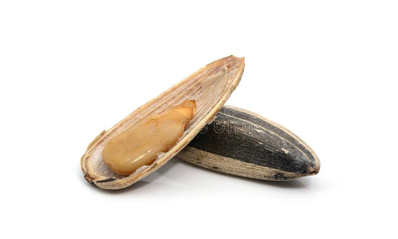 Inside a sunflower stock photo. Image of sunflower, garden - 48449646