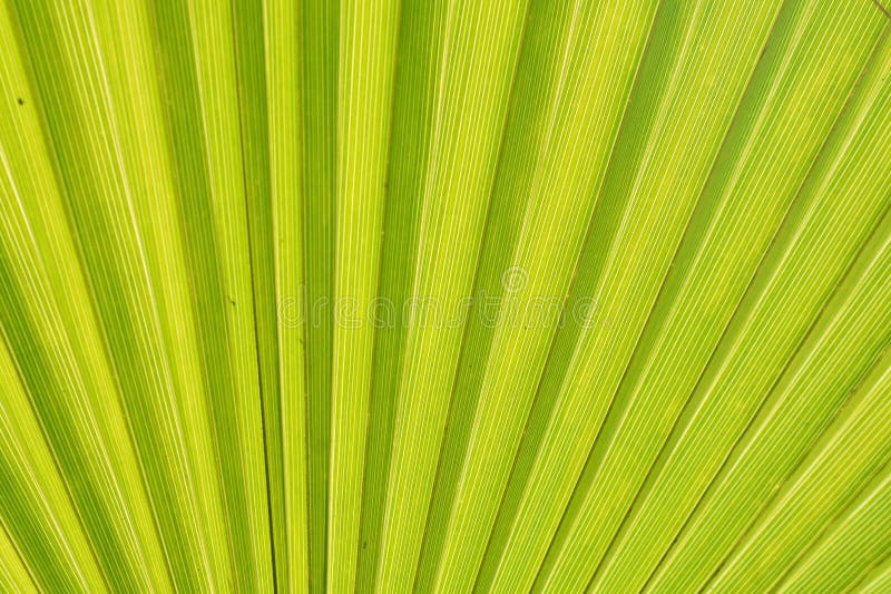 Closeup on Intense Green Lines on Palm Tree Leaf Underside Stock Photo ...