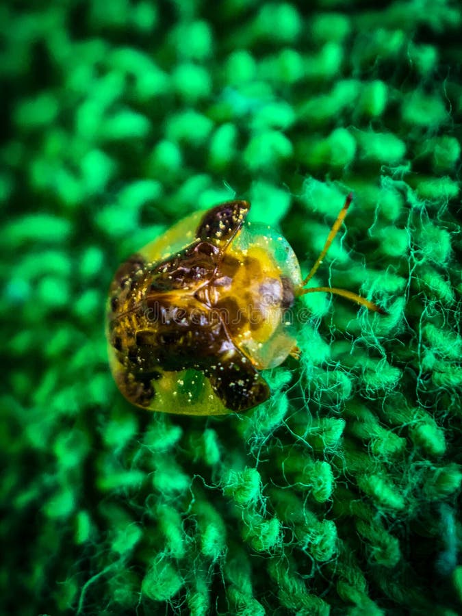 Crawling bug stock photo. Image of nature, noperson - 185333378