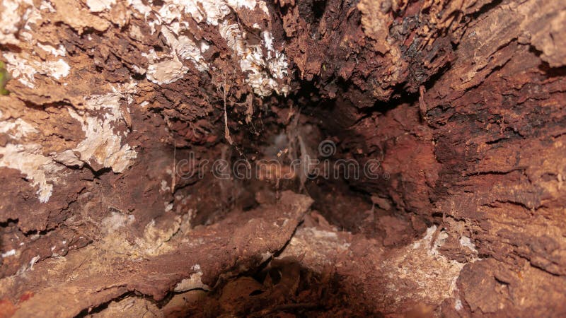 Closeup of the Internal Section of a Dead Log on the Ground Stock Image ...
