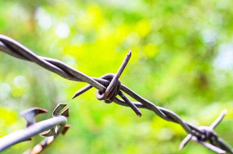 Closeup of Intertwined Barbed Wire with Sharp Spikes on Blurred Green ...