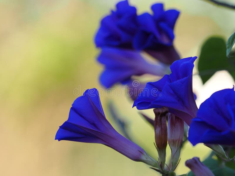 Closeup of Ipomoea Nil, Picotee Morning Glory. Stock Image - Image of ...