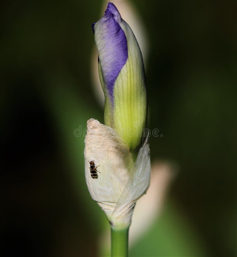 Iris bud with bug stock image. Image of lilac, violet - 109682237