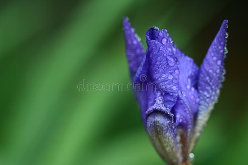 Closeup of an Iris Flower Opening Up Stock Photo - Image of botanical ...