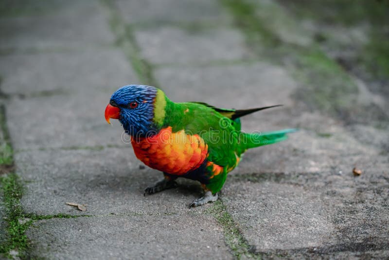 Iris Lorikeets Stock Photos - Free & Royalty-Free Stock Photos from ...