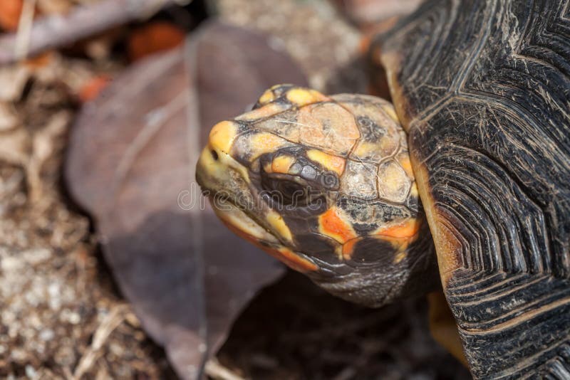 Turtles Head in Moroccan Lake Near Ouarzazate, Morocco Stock Image ...