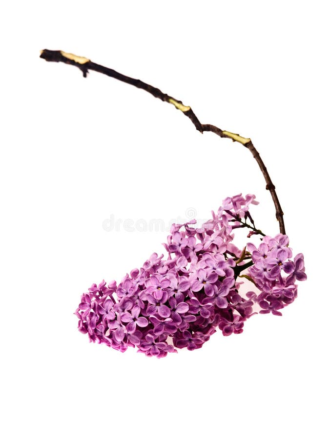 Closeup Isolated Lilac Branch Stock Image - Image of drop, pattern ...