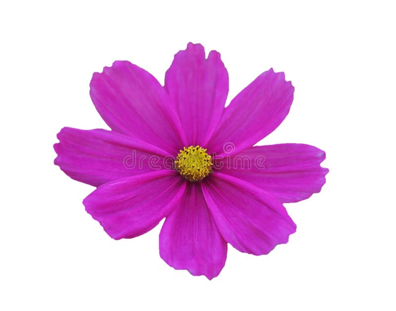 Isolated Pink Cosmos Flower, Cut Outline on White Background Stock ...