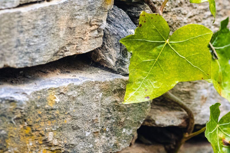 Closeup of Ivy Leaves on Rocks Under the Sunlight with a Blurry ...