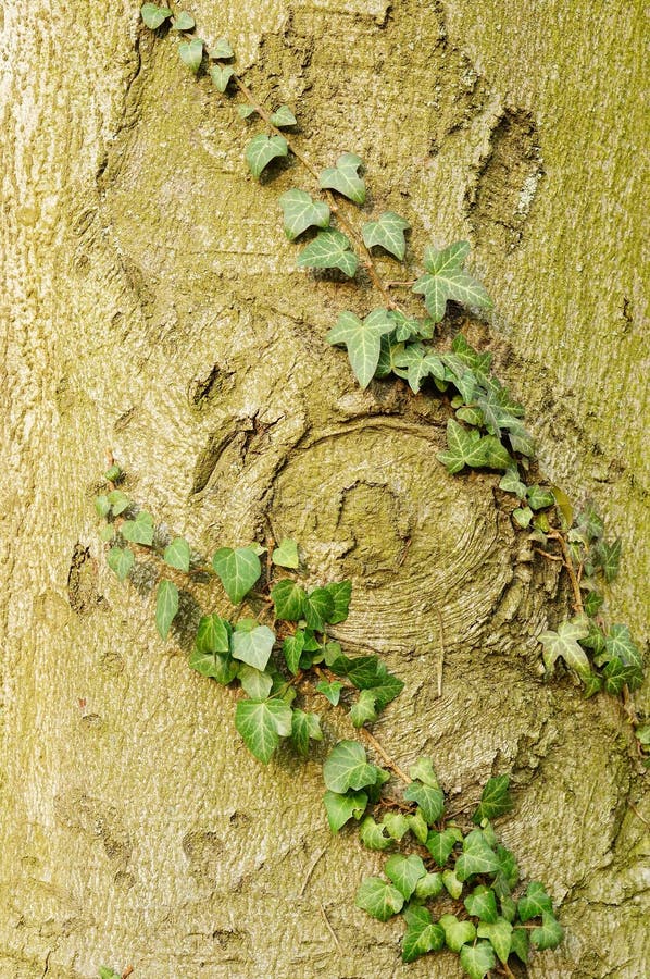 Closeup of Ivy Vine Creeping on a Tree Trunk Stock Photo - Image of ...