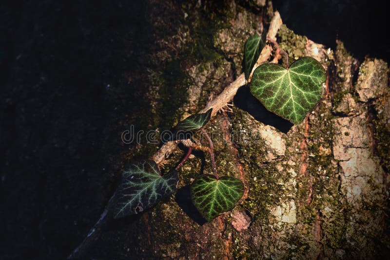 Closeup of Ivy Wrapped Around a Tree Trunk in Sunshine Stock Photo ...