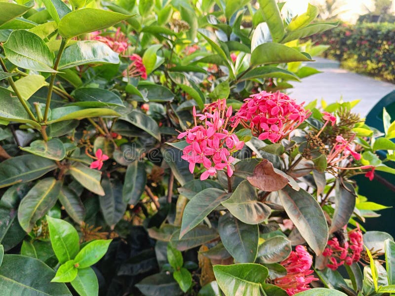 Closeup of Ixora Coccinea, Also Known As Jungle Geranium, Flame of the ...