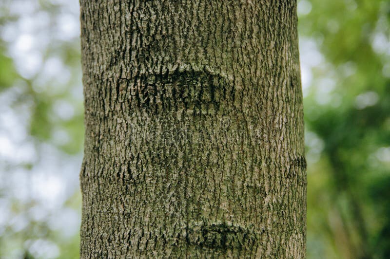 Closeup of Jacaranda Tree Trunk Stock Image - Image of green, closeup ...