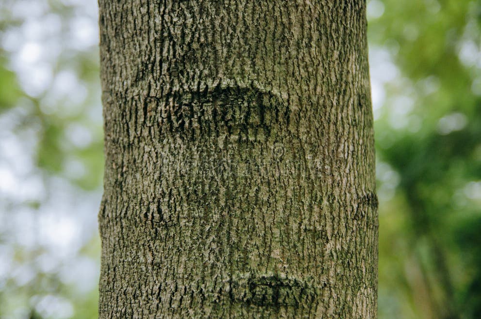 Closeup of Jacaranda Tree Trunk Stock Image - Image of green, closeup ...