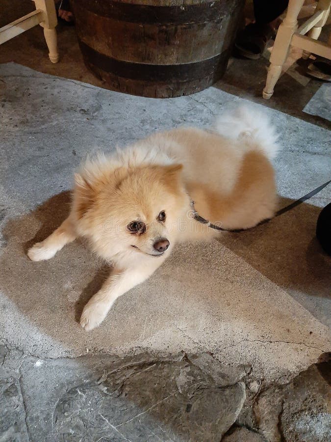 Closeup of Jack-a-Poo Lying Upside Down on a Sofa Stock Photo - Image ...