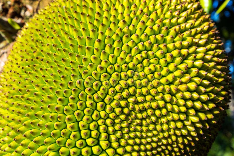 Closeup of jackfruit stock image. Image of food, growing - 78539291