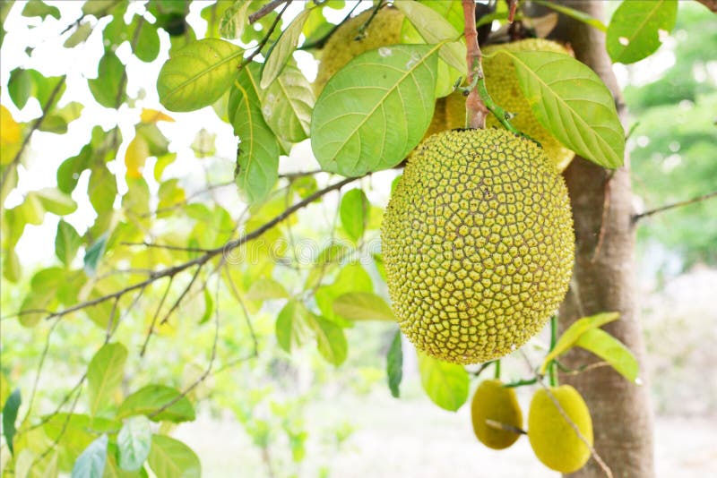 Closeup of Jackfruit on Tree with Leaf Stock Photo - Image of fresh ...
