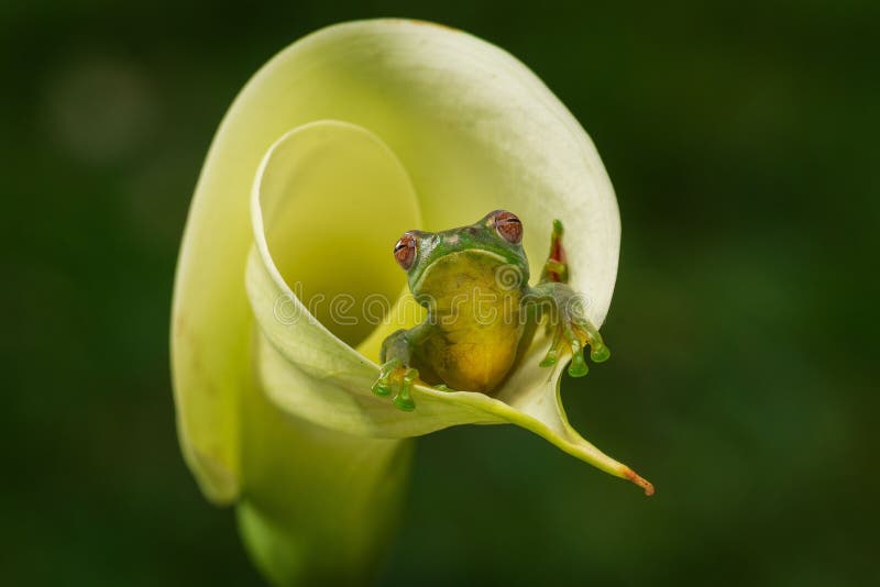 Closeup of a Jade Tree Frog Inside a White Flower Stock Image - Image ...