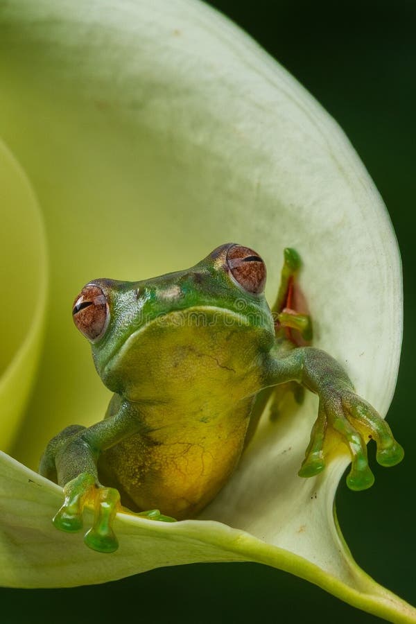 Closeup Jade Tree Frog Inside White Flower Stock Photos - Free ...