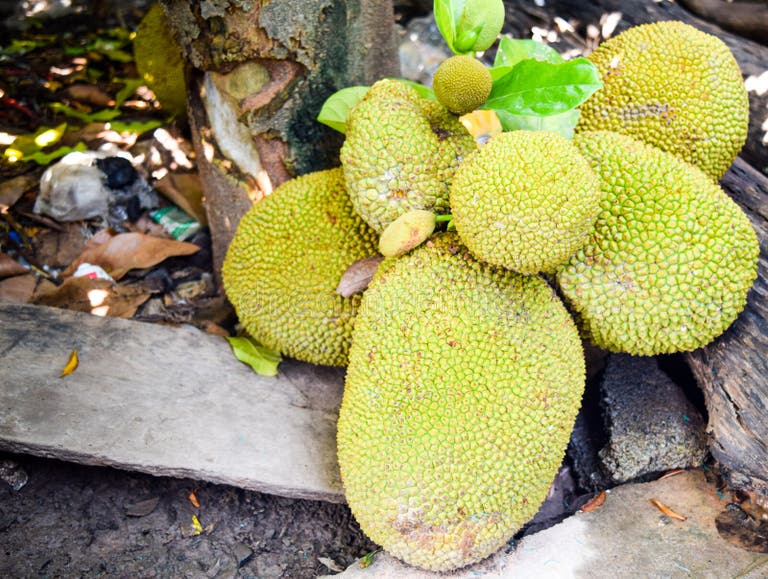 340 Jak Tree Stock Photos - Free & Royalty-Free Stock Photos from ...