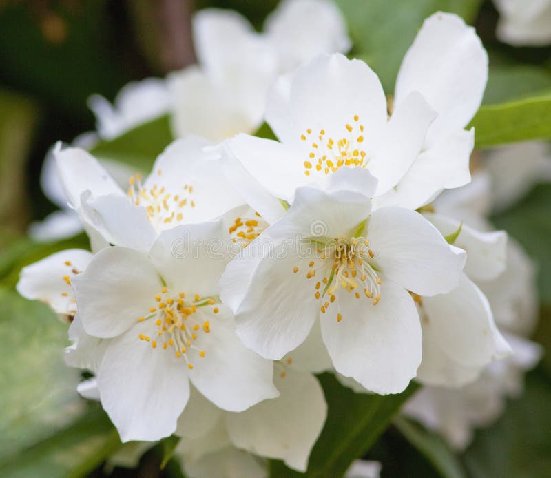 Jasmine Flower at Blossom after Rain Stock Image - Image of closeup ...