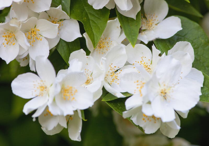 Jasmine Flower at Blossom after Rain Stock Photo - Image of flora ...