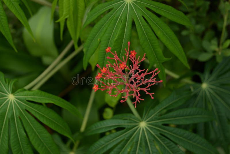 Closeup of a Jatropha Multifida (Coralbush) in a Garden Stock Photo ...