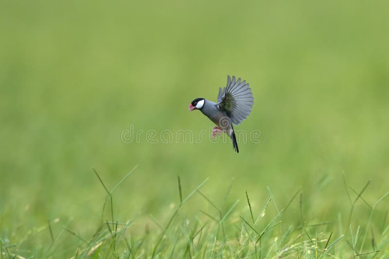 Closeup Java Sparrow Flying, a Beautiful Bird Stock Image - Image of ...