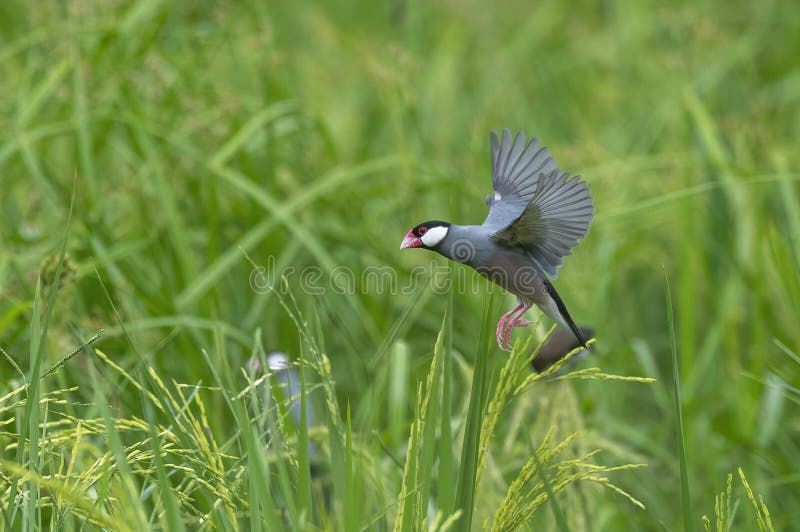 Closeup Java Sparrow Flying, a Beautiful Bird Stock Photo - Image of ...