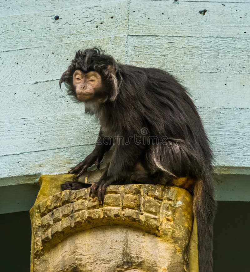 Closeup of a Javan Lutung Monkey, Tropical Primate from the Java Island ...