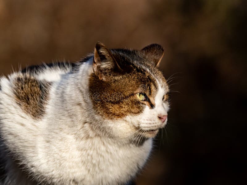 Animal Judgmental Stock Photos - Free & Royalty-Free Stock Photos from ...