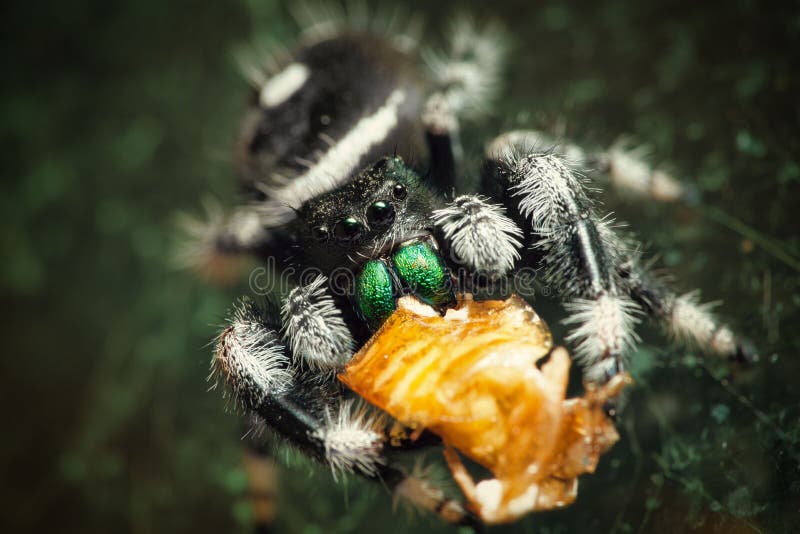 Closeup of a Jumping Spider Eating the Prey Stock Image - Image of ...