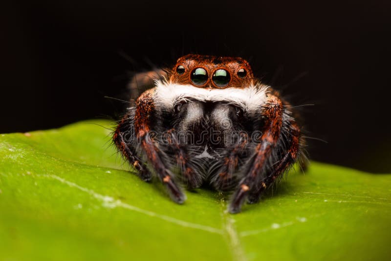 Closeup jumping Spider stock photo. Image of park, nature - 97593124