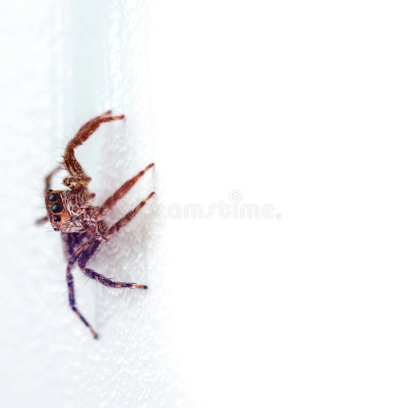 Closeup Jumping Spider White Background Stock Photo - Image of ...