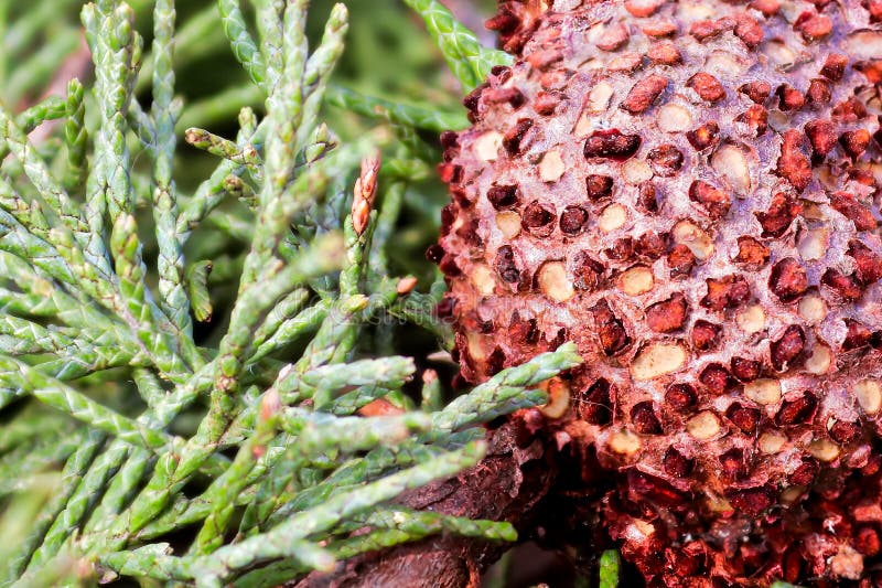 Closeup of Juniper Hawthorn Rust on Cedar Stock Photo - Image of fungi ...
