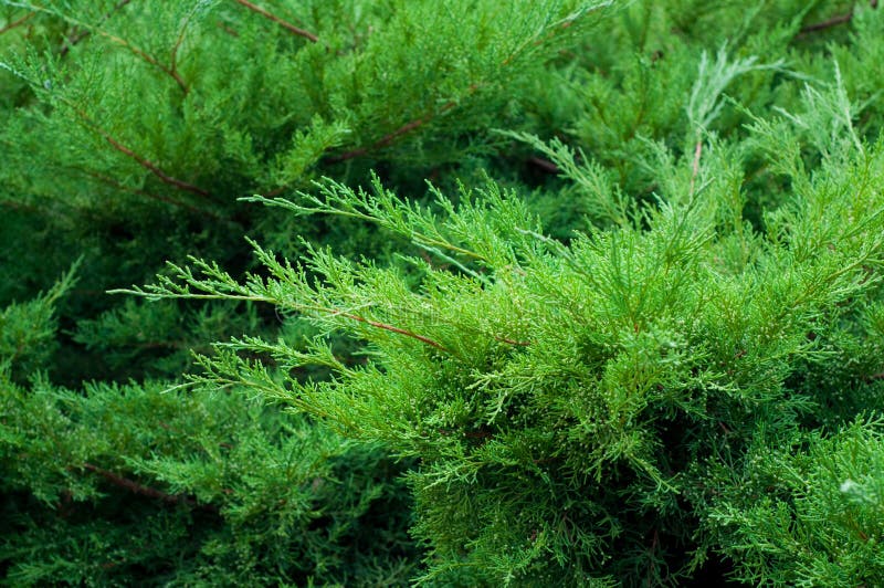 Closeup of Juniper Tree Branches Stock Photo - Image of natural, forest ...