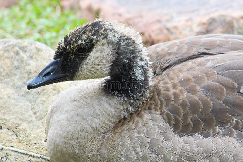 Adolescent Canada Goose stock photo. Image of gleaming - 93512484