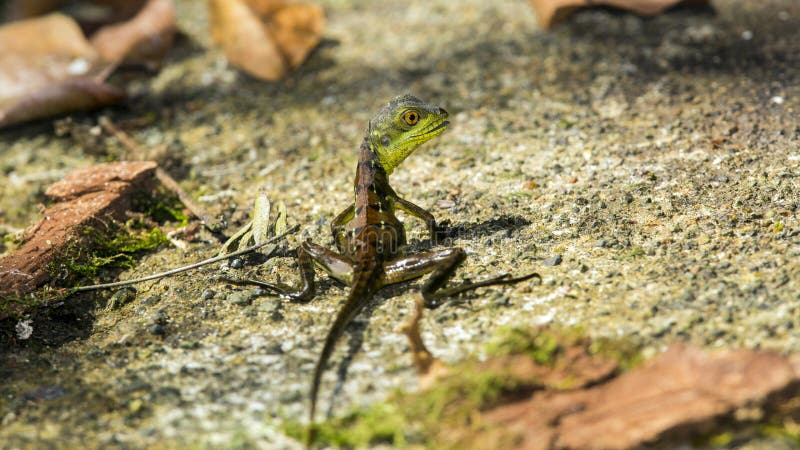 Common Basilisk, Tropical Rainforest, Costa Rica Stock Photo - Image of ...