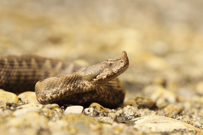 Closeup of Juvenile Sand Viper Stock Photo - Image of neurotoxic, fauna ...