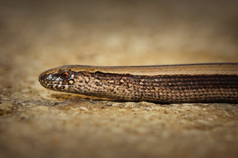 Closeup of Juvenile Slow Worm Stock Photo - Image of carnivore, color ...
